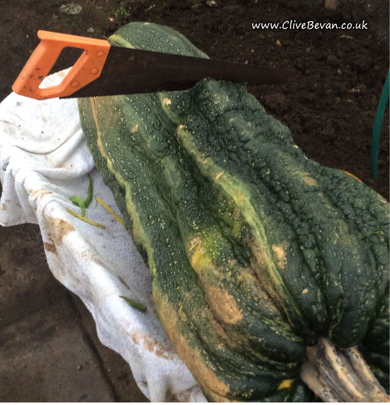 Giant Marrow Seeds - Giant Vegetable Seed