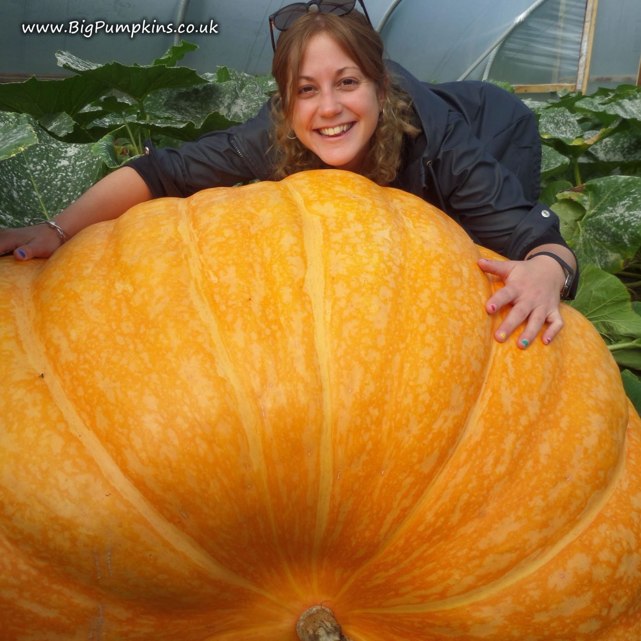 Giant Pumpkin Seeds - Giant Vegetable Seed