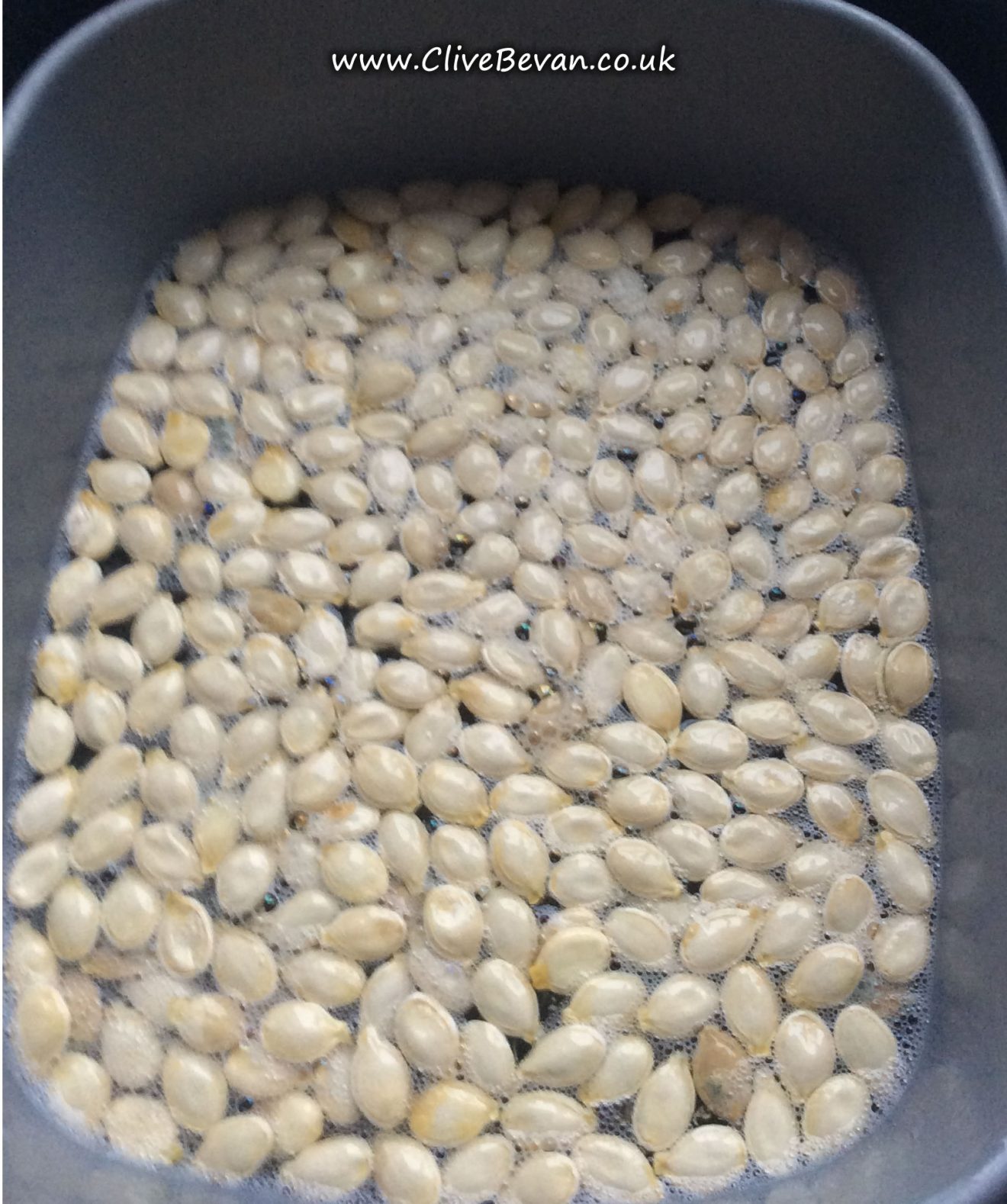 Giant Marrow Seeds - Giant Vegetable Seed